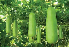 5 Manfaat Labu Air untuk Kesehatan